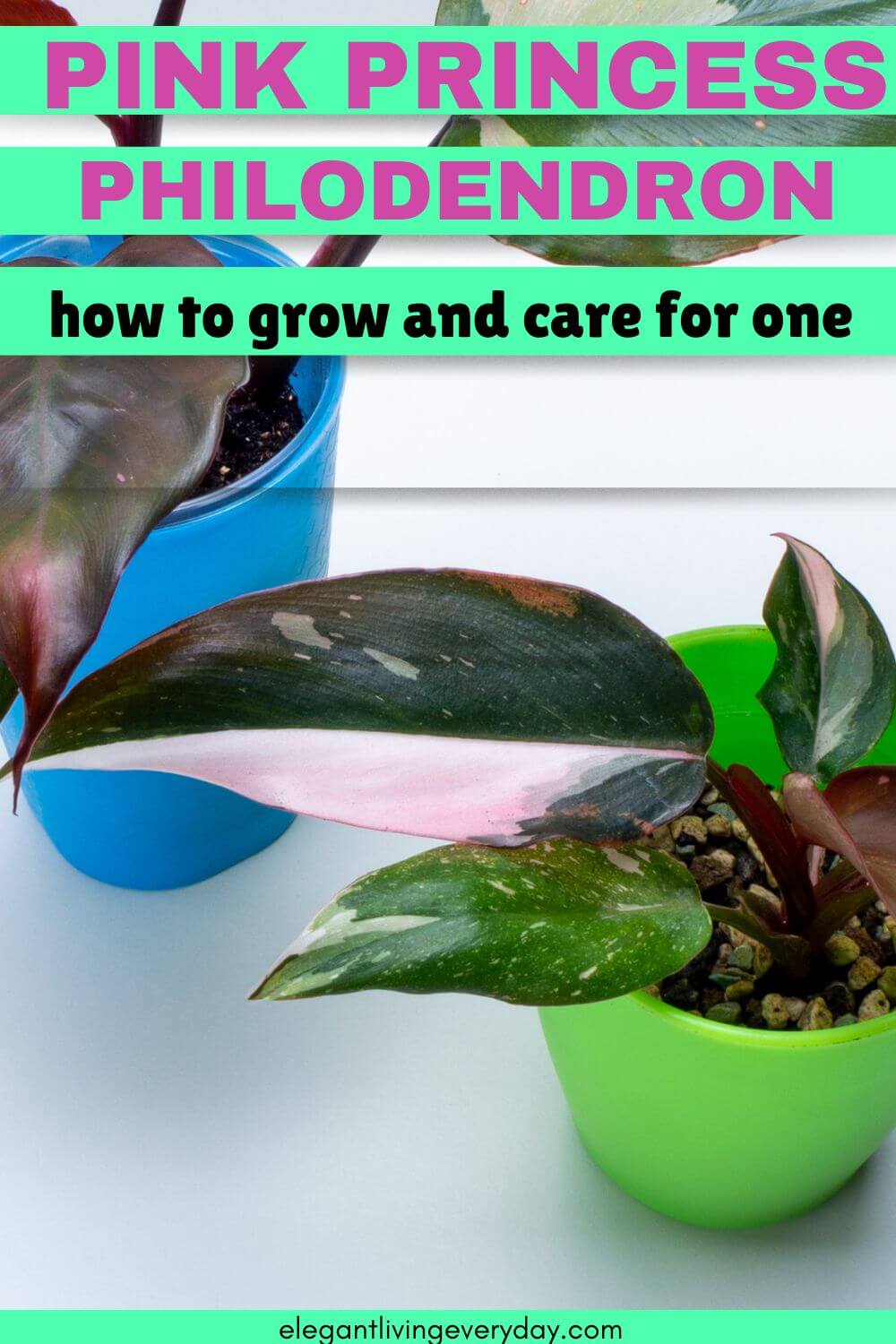 How to Care for Pink Princess Philodendron